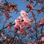 Tokyo: Shinjuku Gyoen Cherry Blossom Tour & Entry - The Itinerary: What to Expect