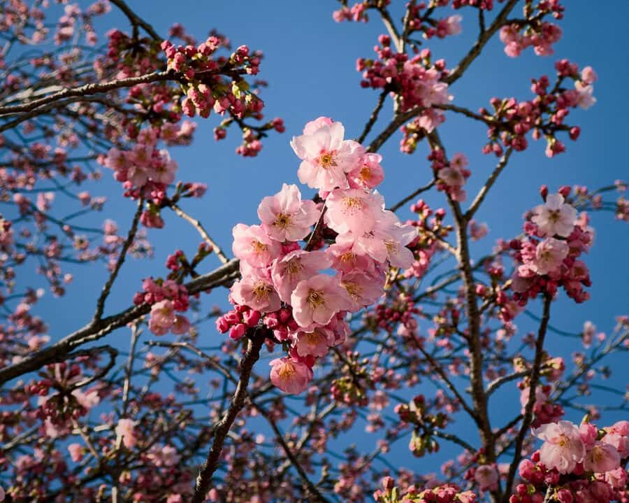 Tokyo: Shinjuku Gyoen Cherry Blossom Tour & Entry - The Itinerary: What to Expect