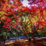 Tokyo: Shinjuku Gyoen National Garden Guided Walking Tour - Breaking Down the Itinerary