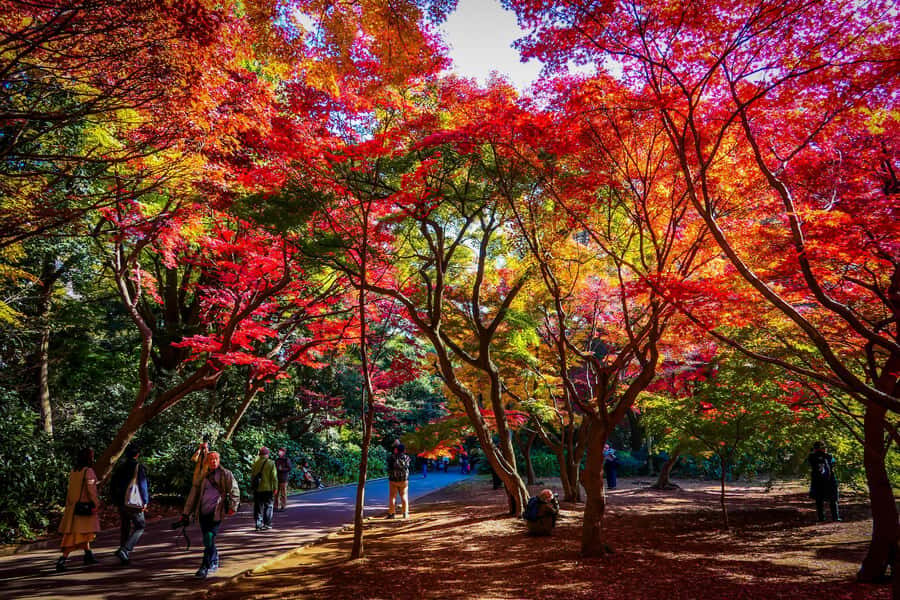 Tokyo: Shinjuku Gyoen National Garden Guided Walking Tour - Breaking Down the Itinerary