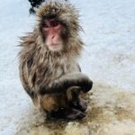 Tokyo: Snow Monkey & Nagano Customizable Private Day Tour - Who Should Consider This Tour?