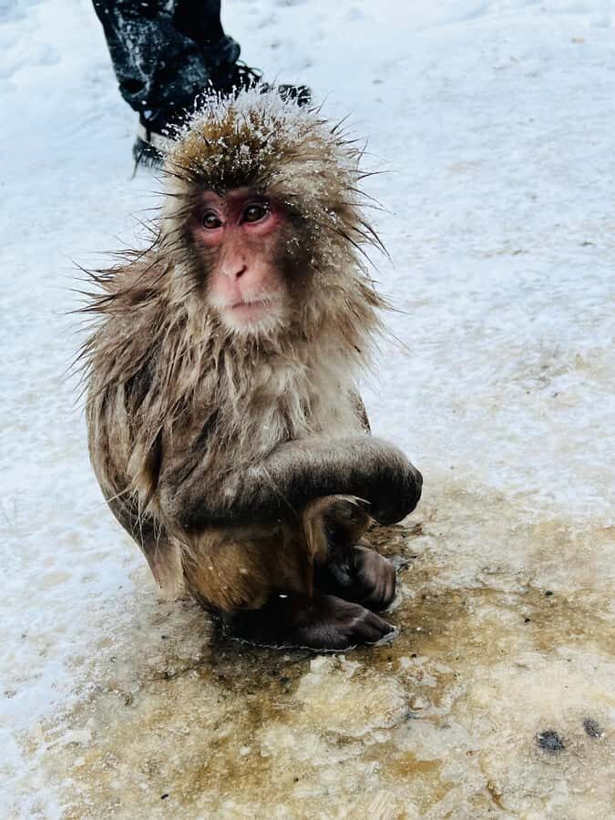 Tokyo: Snow Monkey & Nagano Customizable Private Day Tour - Who Should Consider This Tour?