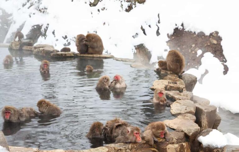 Tokyo: Snow Monkey Park & Nagano Highlights Private Trip - A Detailed Breakdown of the Itinerary
