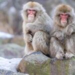 Tokyo: Snow Monkey Park Private Customize Tour English Guide - Who Will Love This Tour?
