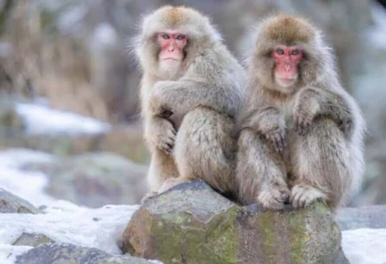 Tokyo: Snow Monkey Park Private Customize Tour English Guide - Who Will Love This Tour?