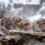 Tokyo: Snow Monkey Park Private Tour Customizable Day Trip - What Makes This Tour Stand Out?