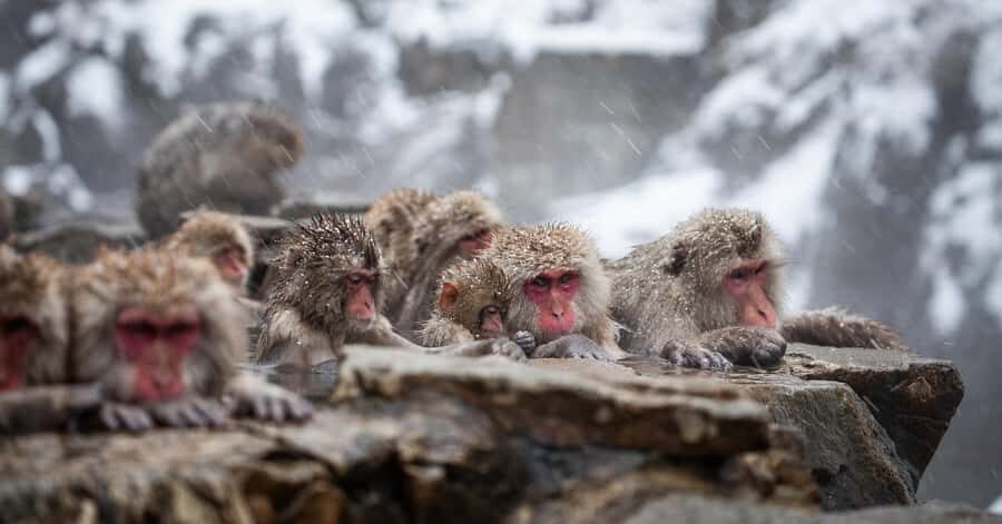 Tokyo: Snow Monkey Park Private Tour Customizable Day Trip - What Makes This Tour Stand Out?
