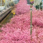 Tokyo to Izu: Kawazu Sakura Day Trip with Train & Pickup - The Practical Details