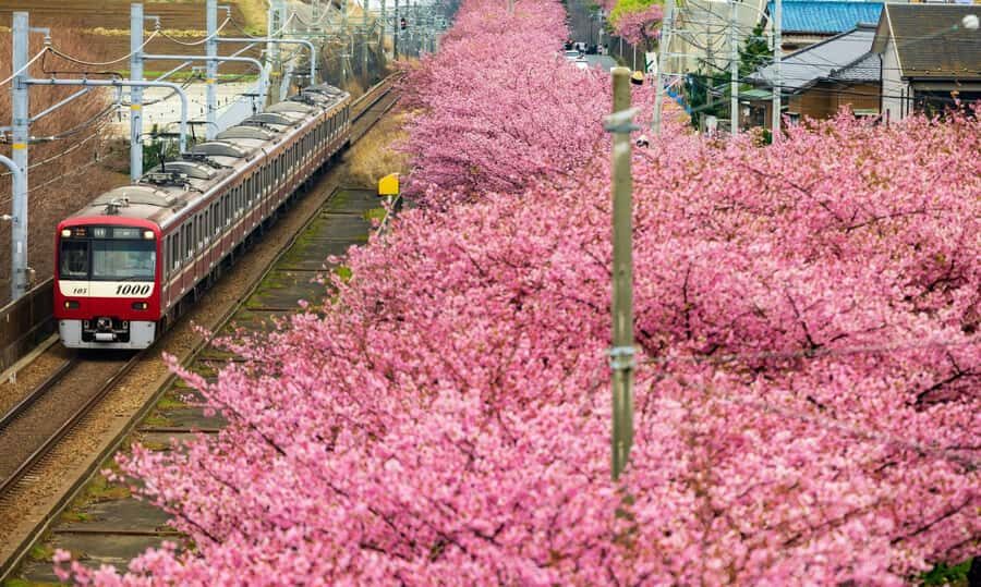 Tokyo to Izu: Kawazu Sakura Day Trip with Train & Pickup - The Practical Details