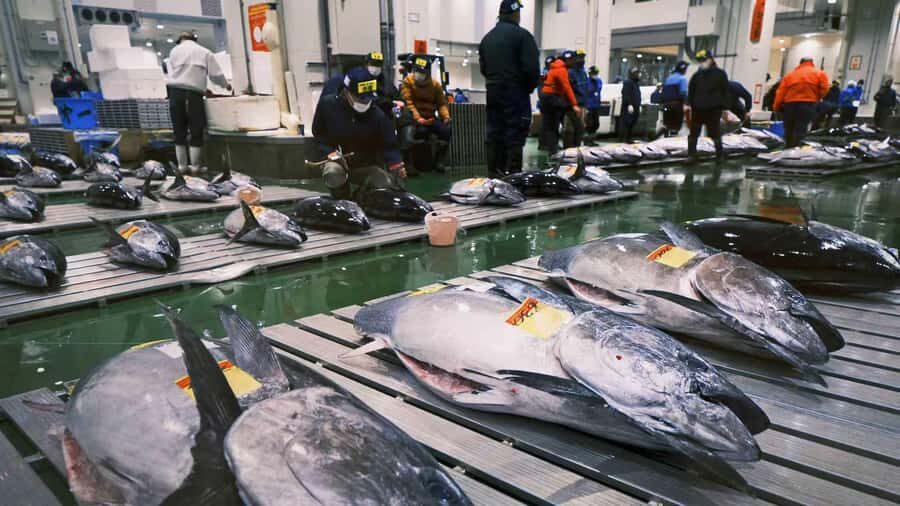 Tokyo: Toyosu Tuna Auction & Tsukiji Market Gourmet Tour - Final Thoughts