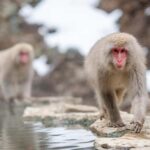 Tokyo:Nagano Snow Monkey, Zenkoji Temple, Obuse Private Trip - Why This Tour Is a Great Choice