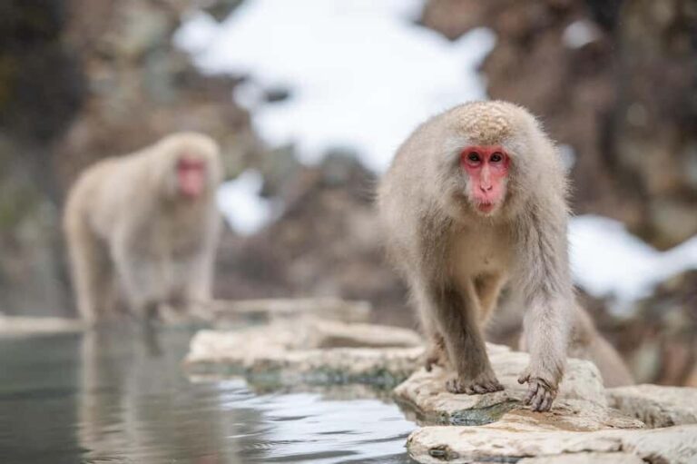 Tokyo:Nagano Snow Monkey, Zenkoji Temple, Obuse Private Trip - Why This Tour Is a Great Choice