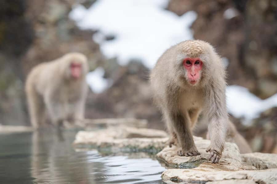 Tokyo:Nagano Snow Monkey, Zenkoji Temple, Obuse Private Trip - Why This Tour Is a Great Choice