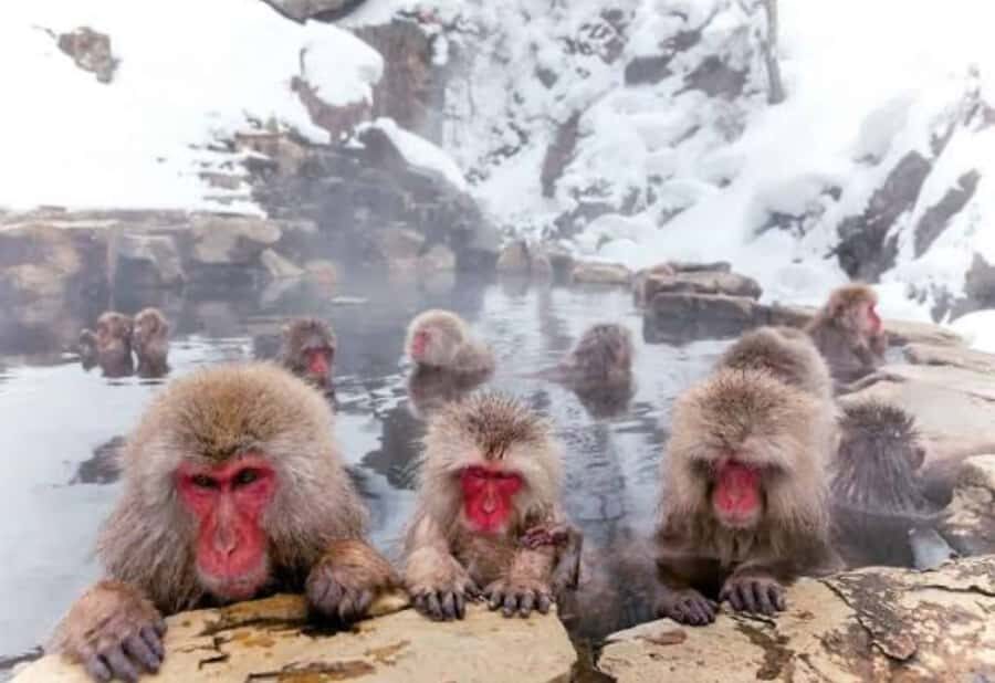 Tokyo:Snow Monkey Park Private Customized Tour English Guide - The Scenic Walk to the Snow Monkey Park