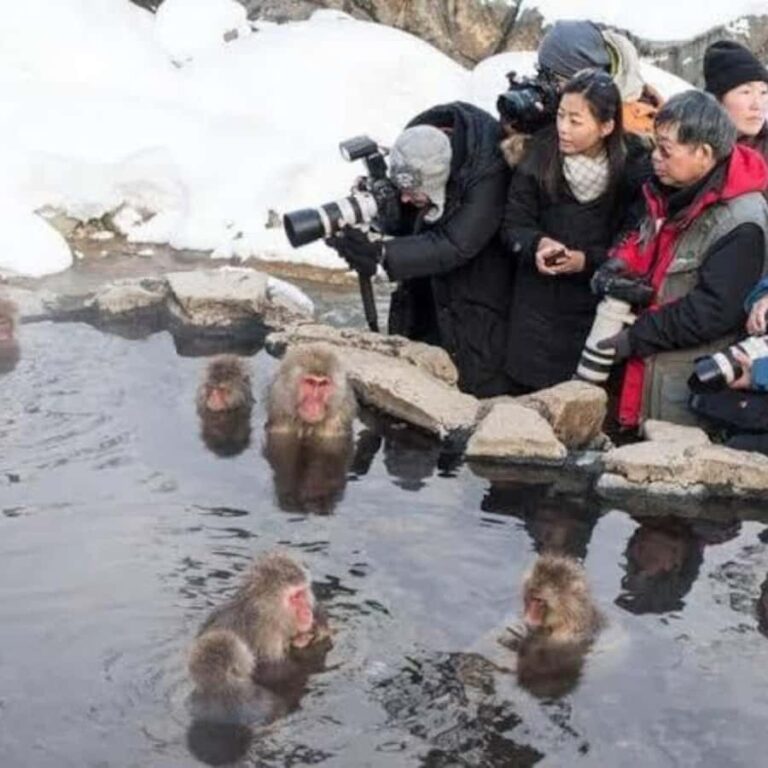 Tokyo:Snow Monkey Private Customized Tour With English guide - The Practical Aspects of the Tour