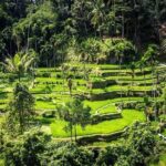 Top Ubud Attractions: Private Full-Day Guided Tour - Practical Details and Value