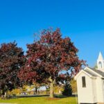 Toronto to Niagara Private Tour in Limousine - What to Expect from the Tour