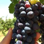 Tour+ Cata 3 vinos / Tour + 3 wine tasting - The Tasting Lineup