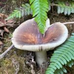 Tour of Fort Clatsop, Youngs River Falls & Warrenton Countryside - Additional Considerations and Practical Details