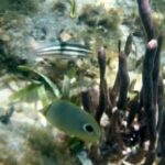 Tour Privado en Barco en Puerto Morelos con Almuerzo Incluido - Who Should Consider This Tour?