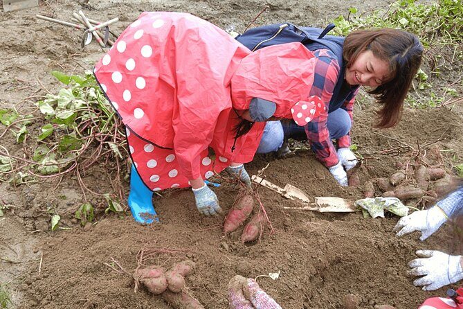 Toyota Green Life Experience Seasonal Farm with Farmers in Inabu - Is It Worth the Price?