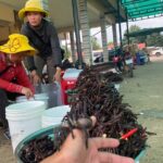 Transfer Day Trip Oudongk Sambor Prei Kuk Phnom Penh - Siem Reap - A Deep Dive into the Itinerary