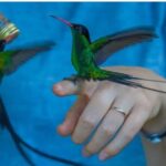 Transportation with Sightseeing to Montego Bay Bird Sanctuary - Exploring the Montego Bay Bird Sanctuary