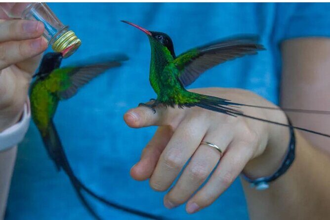 Transportation with Sightseeing to Montego Bay Bird Sanctuary - Exploring the Montego Bay Bird Sanctuary