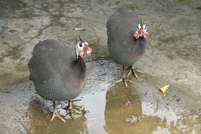 Treasures of Barbados Cave and Plantation Sightseeing Tour - Detailed Logistics and Practicalities