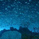 Trial diving tour that even inexperienced people can enjoy safely - What You Can Expect on the Day