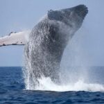 Trincomalee: 2-Day Private Tour with Snorkeling & Whales - Practical Details and What to Expect