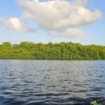 Trinidad: Birding Day Tour with Yerette and Caroni - What the Tour Means for You