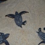 Trinidad: Leatherback Turtle Migration Observation - Who Should Consider This Tour?