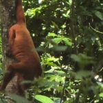 Trinidad Mud volcano Mud bath - Final Thoughts: Is It Worth It?