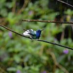 Trinidad Nature and Asa Wright Center Full-Day Tour from Port of Spain - Enjoying Nature and Local Flavors