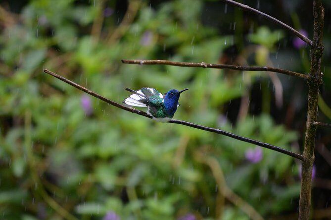 Trinidad Nature and Asa Wright Center Full-Day Tour from Port of Spain - Enjoying Nature and Local Flavors