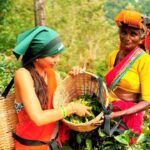 Trip from Kandy to Ambewela Railway Station via Nuwara Eliya - An In-Depth Look at the Tour Experience