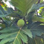 Tropical Fruit Hunting Tour at Grimal Grove - Details Worth Noting