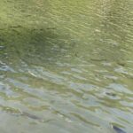 Trout Fishing Adventure Near Tokyo - The Value and Practical Aspects