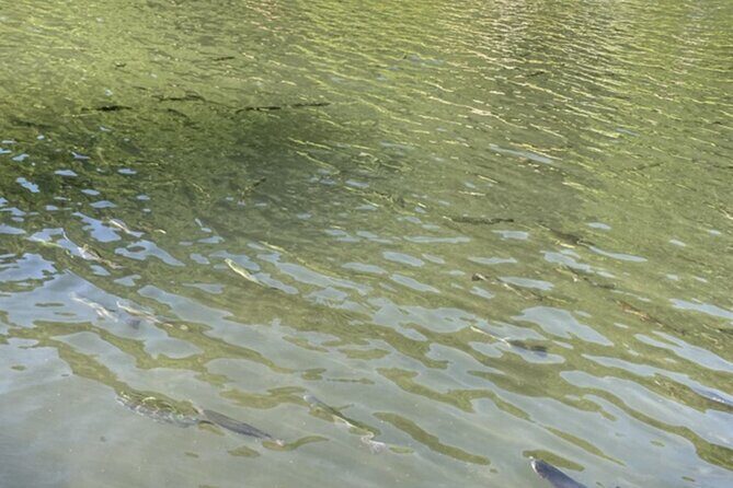 Trout Fishing Adventure Near Tokyo - The Value and Practical Aspects