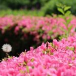 Tsukiji & Hamarikyu Gardens Wellness Tour  Walk, Relax & Lunch - Why This Tour Offers Good Value