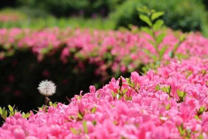 Tsukiji & Hamarikyu Gardens Wellness Tour  Walk, Relax & Lunch - Why This Tour Offers Good Value