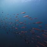 Tulamben Liberty Wreck 3 dives daytrip from South Bali - Final Thoughts