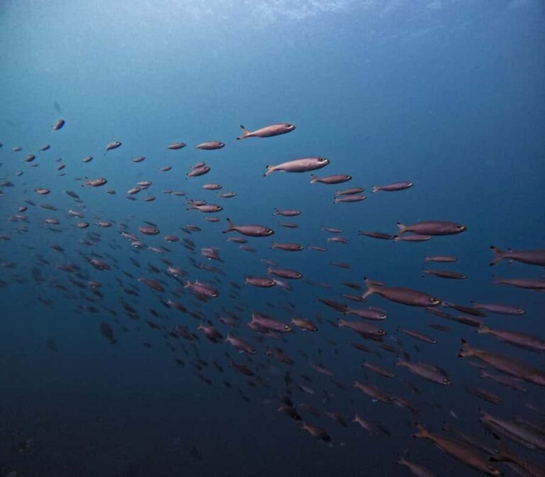 Tulamben Liberty Wreck 3 dives daytrip from South Bali - Final Thoughts