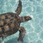 Tulum, 4 Cenotes, and Playa del Carmen - The Value of Visiting Four Cenotes