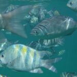 Turtle and Shipwreck adventure on 57 ft catamaran - Why This Tour Offers Real Value