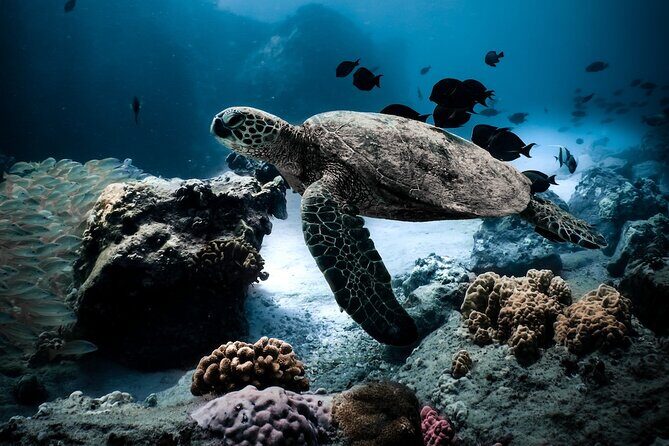 Turtle Canyon Snorkel in Waikiki, Oahu Semi Private - The Vessel and Equipment