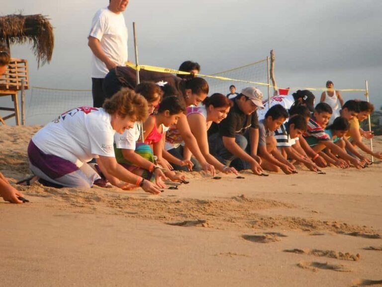 Turtle Release & Crocodile Watching in Ixtapa Zihuatanejo - Who Will Enjoy This Tour?