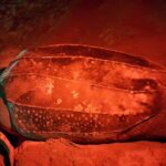 Turtle Watching - Pricing and Value