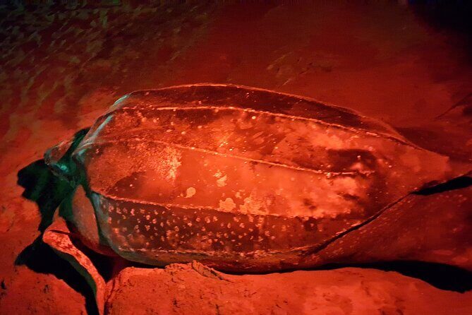 Turtle Watching - Pricing and Value